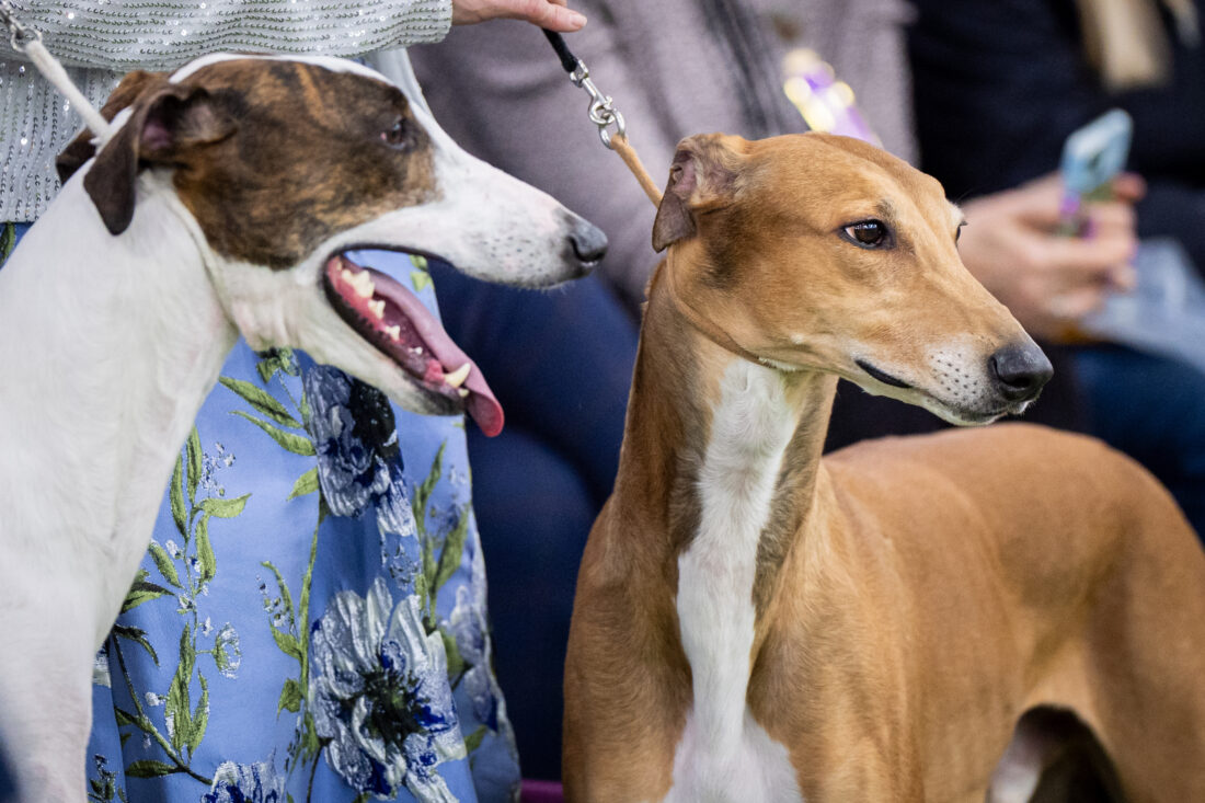 Couples at the Westminster show bond over dogs, and each other | News ...